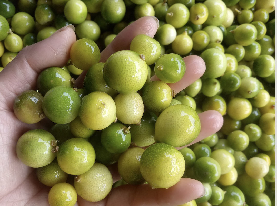 Chanh rừng lên cơn sốt, chị gái công sở bán cả tấn mỗi tuần