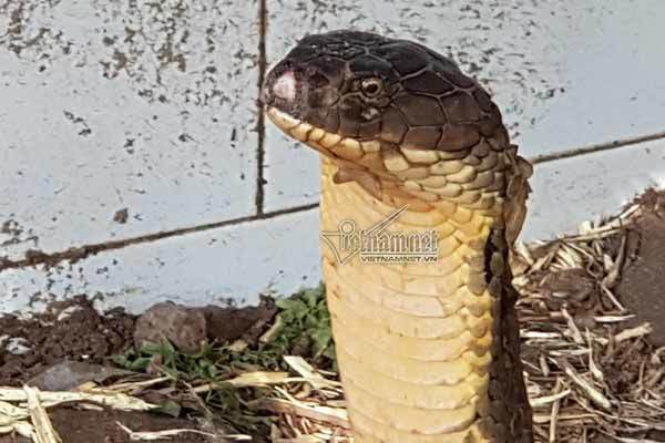 Hình ảnh cặp rắn hổ mây ở An Giang: 1 con có dấu hiệu thay da