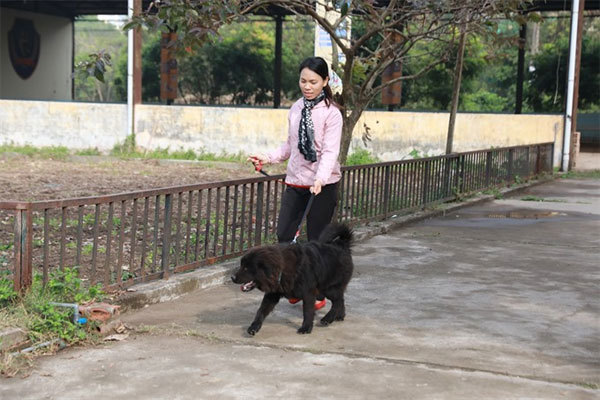 Pet owners who fail to walk their dogs daily face $2,700 fine in this ...