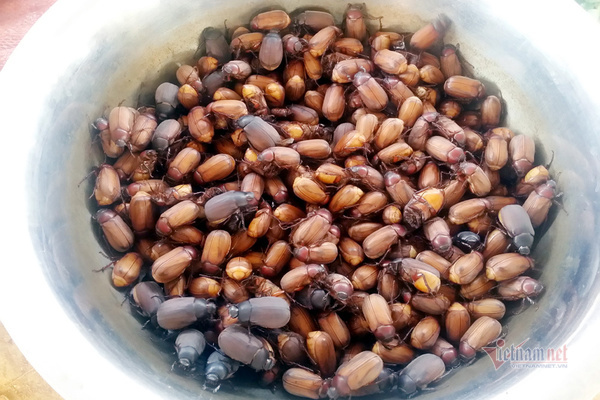 Chợ côn trùng lớn nhất Tây Bắc