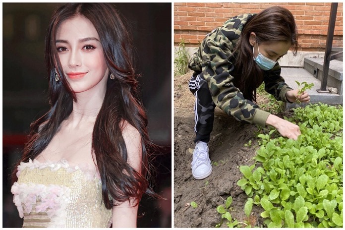 Angela Baby trồng rau mùa dịch, Tiêu Chiến tay trong tay với Dương Tử