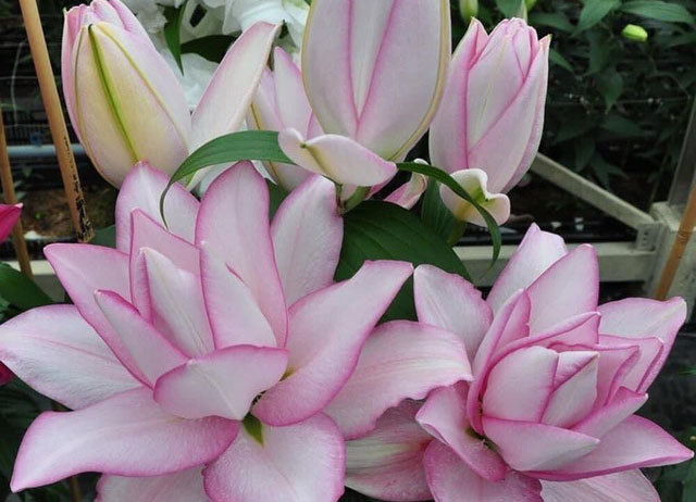 Hoa ly Đà Lạt gắn mác hoa nhập khẩu