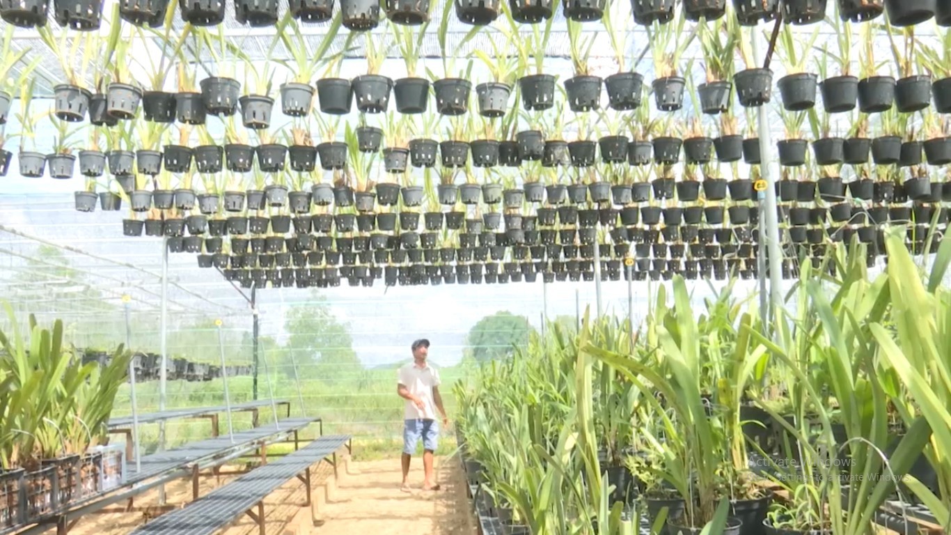 Nông dân Bình Thuận trồng lan rừng quý hiếm, lan rừng đột biến lãi cao