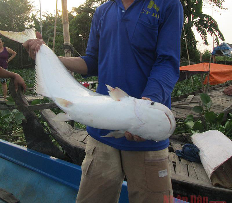 Săn cá bông lau khổng lồ