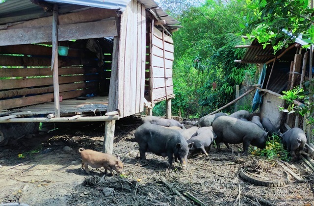 Giống lợn đen đồng bào ở Bình Định