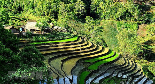 Y Ty rice terraces in pouring-water season