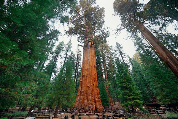 Mỹ giải cứu cây lớn nhất thế giới khỏi 'giặc lửa' cháy rừng