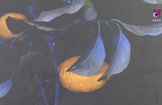 New German Photography exhibition underway in Hanoi